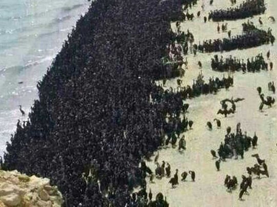 Tens of thousands of migratory birds spotted on RAK shores