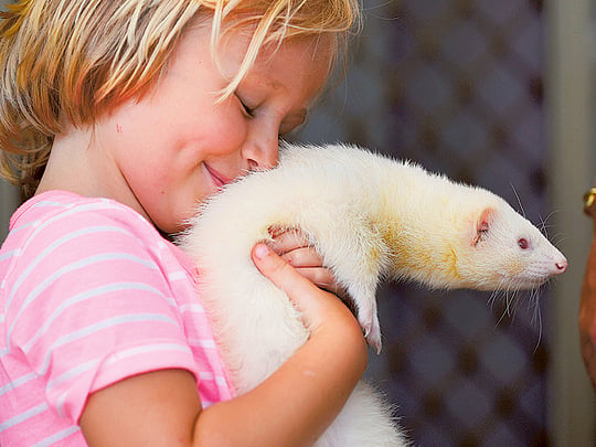 Exotic to mainstream: Australians wild about unusual pets