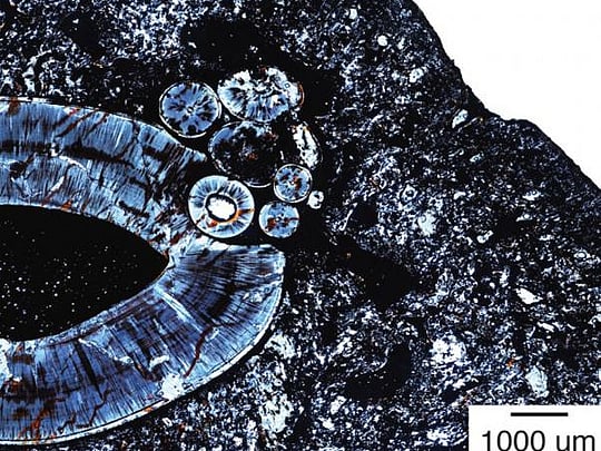 In fossil rarity, tumour found in 255-million-year-old beast