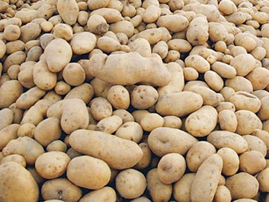 Contaminated potatoes seized in Oman as poisonous solanine is found