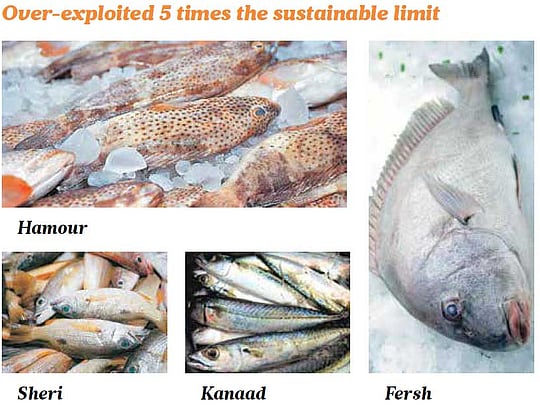 UAE fish stocks are severely overexploited
