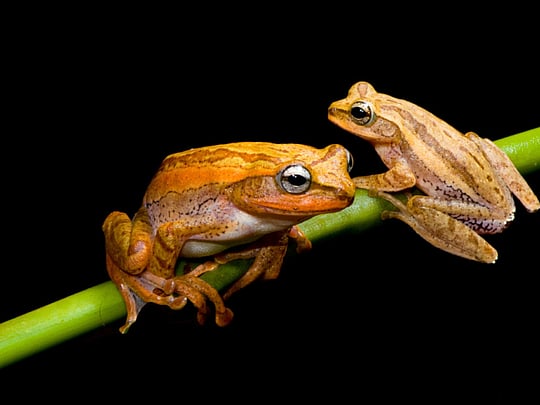 Meet the frogman of India