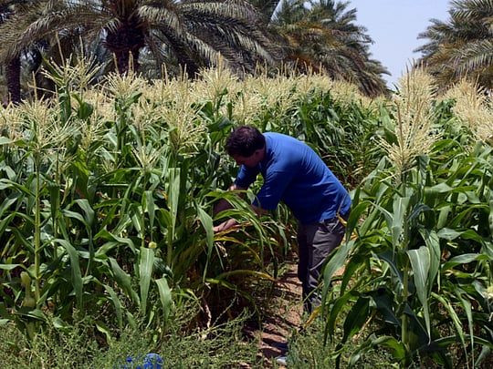 Inside a 50-hectare organic farm in Abu Dhabi
