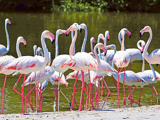 12 best places for nature lovers in the UAE