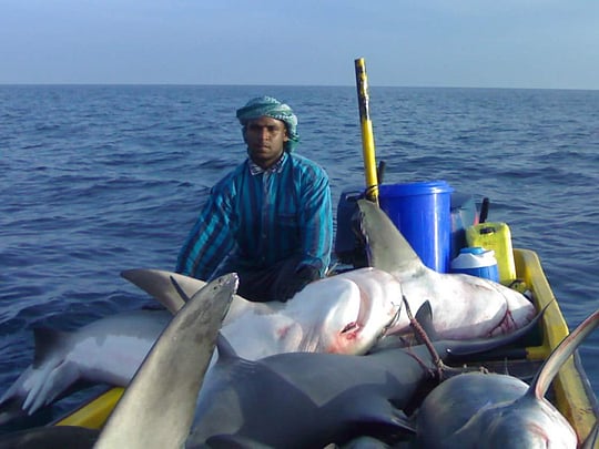 Meet the 'Shark King' of Oman