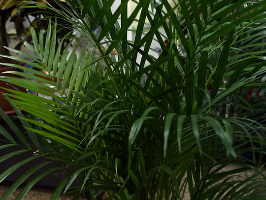 US: Palm tree helps toddler survive 4-storey fall