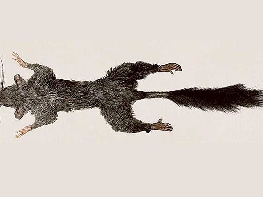 Scientists finally find Zenkerella, the world’s most mysterious mammal