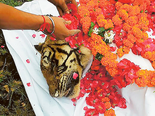 Machli, India’s beloved tiger dies