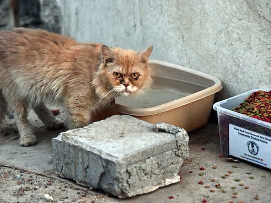 100 pets dumped in Mina area rescued