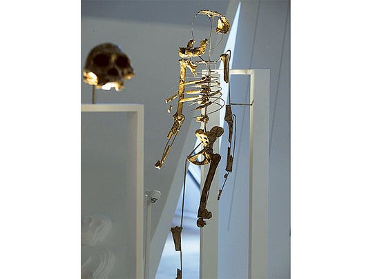 Did ancient human Lucy fall from a tree?