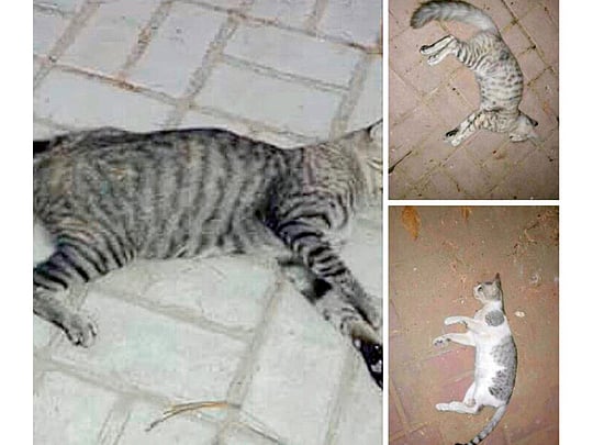'Serial cat killer' on loose in Jumeirah