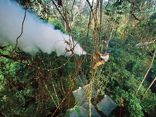 It’s catastrophe as a giant insect ecosystem collapses due to humans