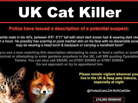 On the trail of London’s serial cat killer