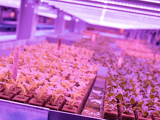 Dubai gets its first commercial vertical farm