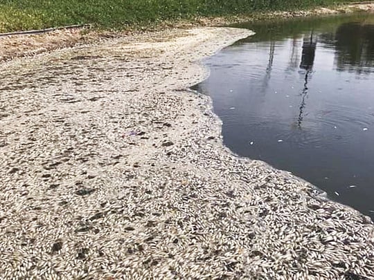 Mystery as lake turns into fish graveyard