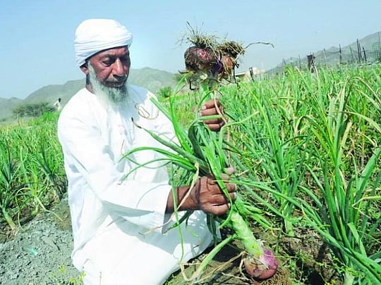 Elderly Omani farmer lives a fruitful life