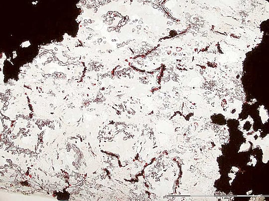 World’s oldest fossils found in Canada