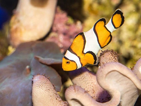 Scientists get peek into how some fish change sex as adults