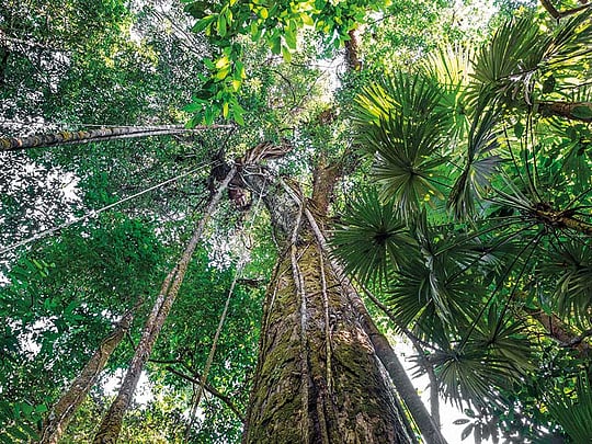 Earth’s accelerating plant growth