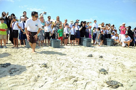 50 turtles released after rehabilitation