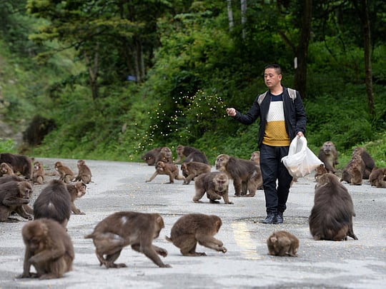 What monkeys can teach us about fairness