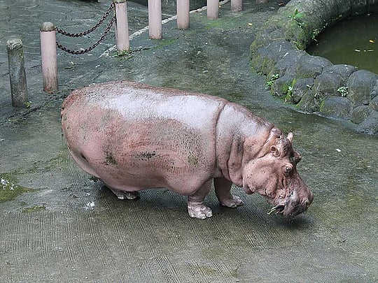 Bye-bye Bertha: World’s ‘oldest’ hippo dies at Philippine zoo