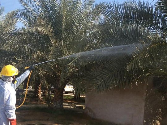 Organic insecticide to be sprayed on 26,000 palm trees in country