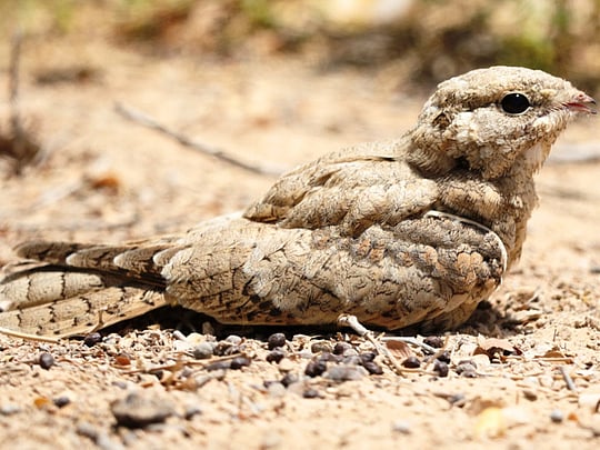 Egyptian bird species seen thriving in Dubai