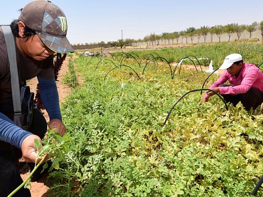 UAE farmers to get seeds, fertilisers to boost harvest