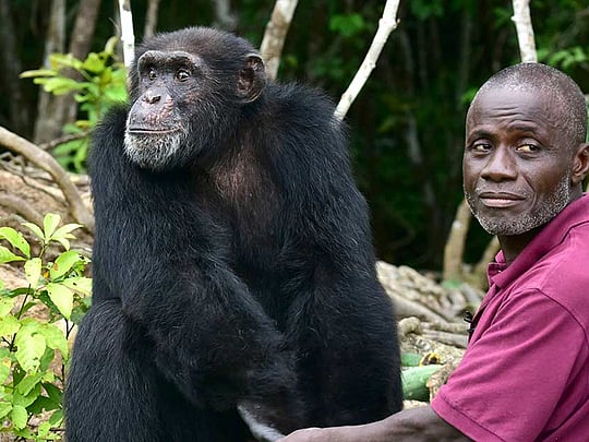 Helping Ponso, sole survivor of ‘Chimpanzee Island’ in Ivory Coast