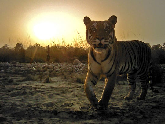 Four tiger poachers shot dead in Bangladesh mangrove gunfight