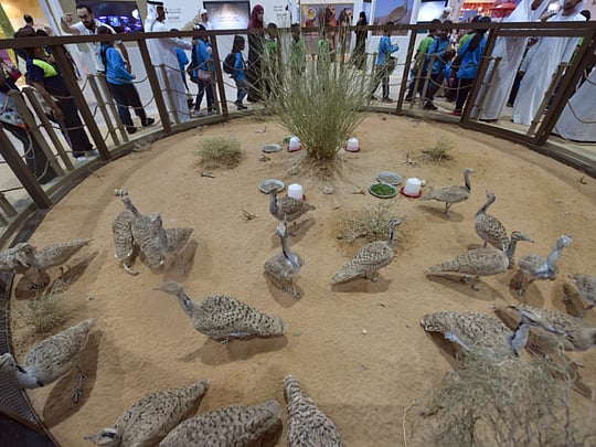 Houbara conservation helps improve people’s lives in 17 countries