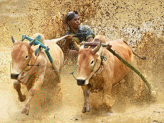 Wet and wild: Indonesia mud bull races not for faint of heart