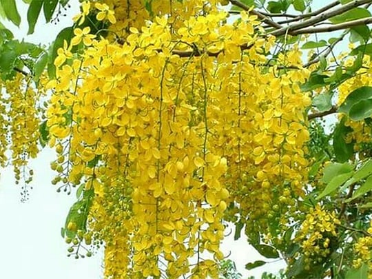 Why are tonnes of this yellow flower imported to UAE?