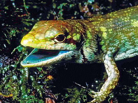 Scientists explore DNA secrets of green-blooded lizards
