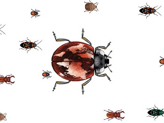 Is a global insect Armageddon underway?