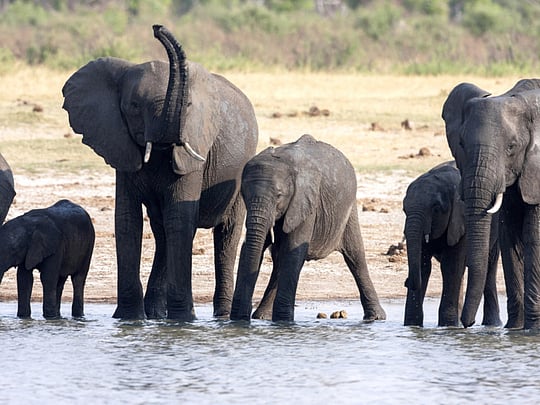 Four African elephants arrive at Dubai Safari