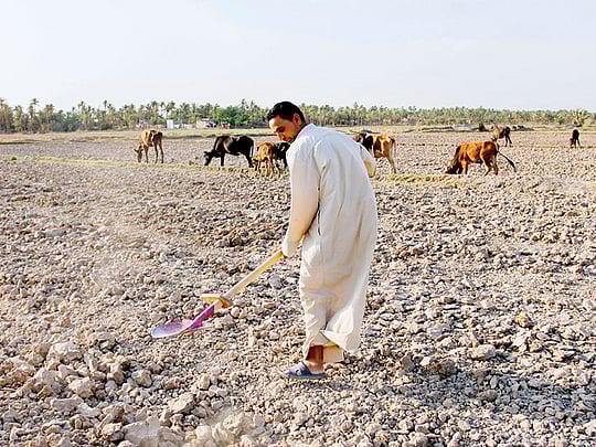 Iraq’s treasured amber rice crop devastated by drought