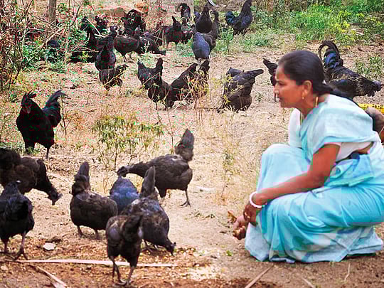 A rare chicken breed that’s changing lives