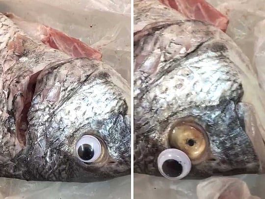 Fish googly eyes a new scam in Kuwait
