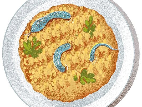 Maharashtra school serves students khichdi with snake