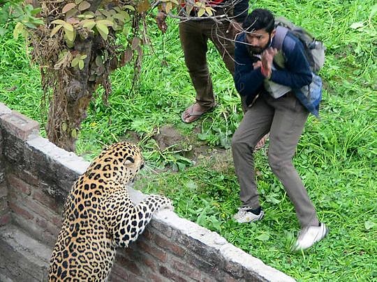 India: Kerala man slashes leopard after being attacked, locals kill it
