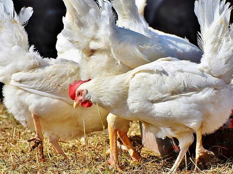 Why are Americans bringing chickens home during times of bird flu?