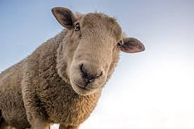 Ship with 14,600 sheep aboard capsizes off Romania