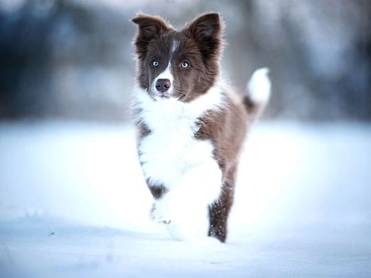 How a pup changed our lives