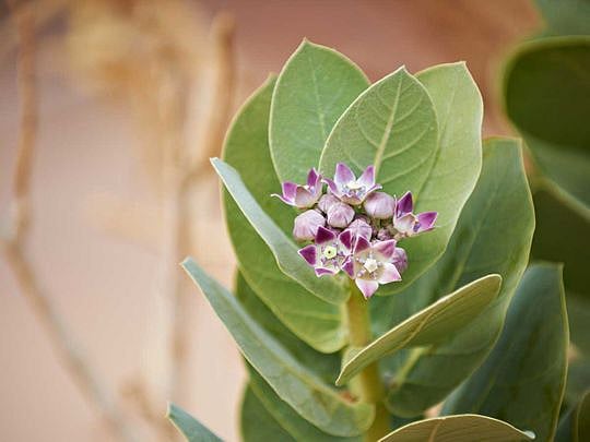 Campers warned to avoid plants in UAE that can lead to coma, corneal damage