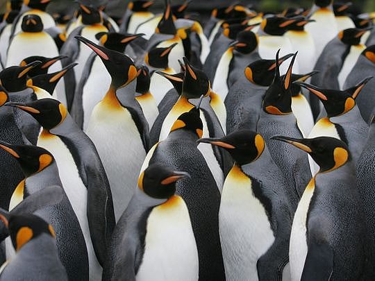 Major emperor penguin breeding ground gone barren since 2016