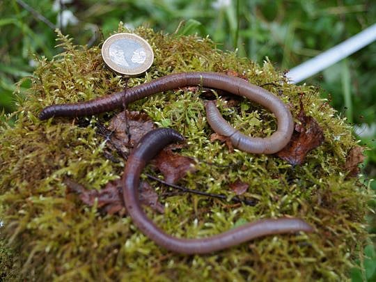 ‘Earthworm dilemma’ has climate scientists racing to keep up