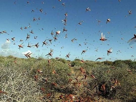Watch: Locust infestation in Pakistan, cotton farmers worried