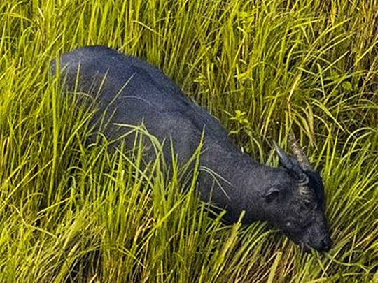 Philippines: Efforts to save rare ‘tamarau’ bearing fruit